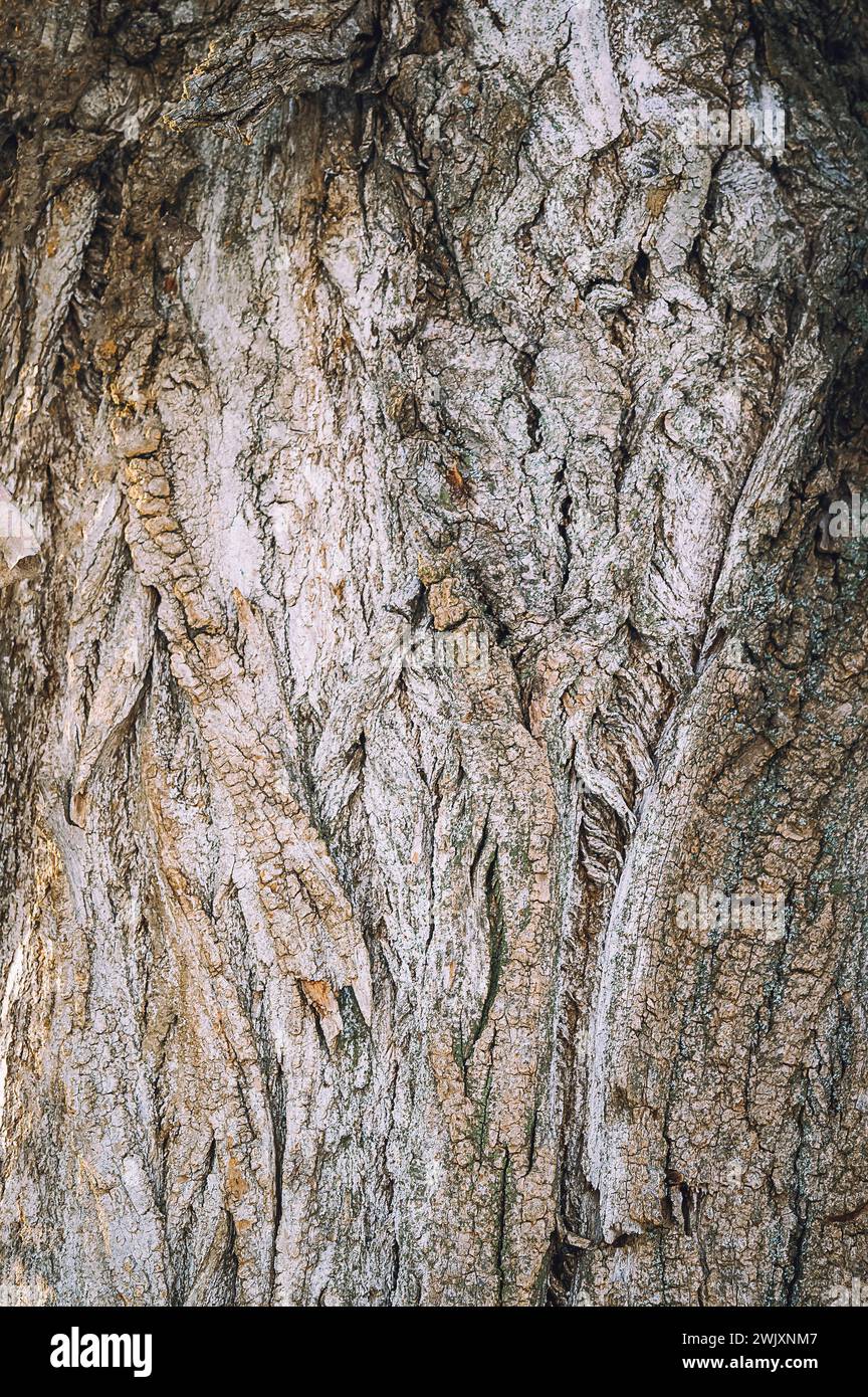 Hornbeam hard tree hi-res stock photography and images - Alamy