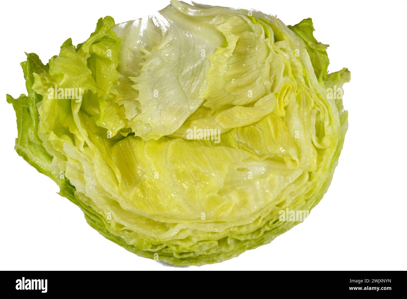 Lettuce vegetable, Lettuce (Lactuca sativa) is an annual plant of the ...