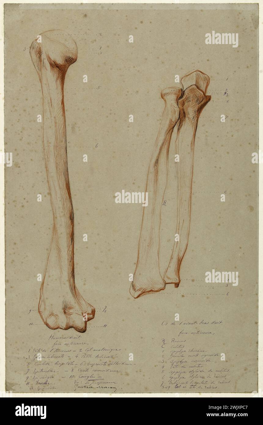Arthur-Joseph Guéniot (1866-1951). Anatomical study. Three bones ...