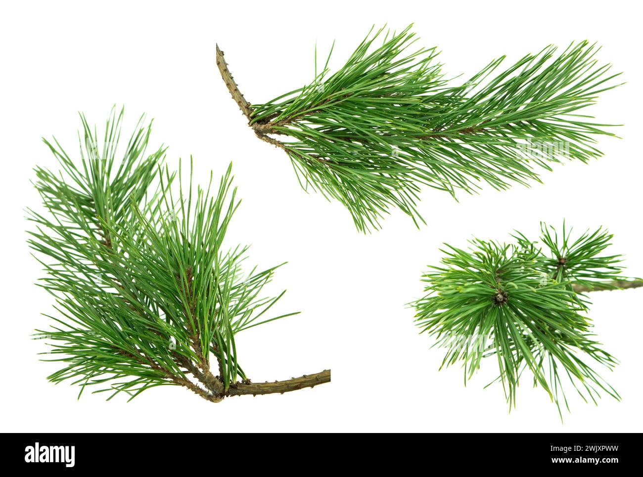 collection of spruce branches. Natural fir, pine, cedar elements ...