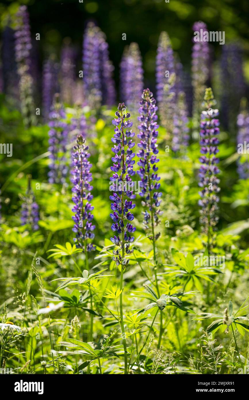 Staudenlupine Lupinus polyphyllus in Blüte, Habitus, Sachsen ...