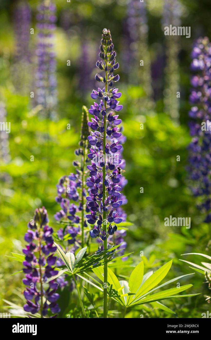 Staudenlupine Lupinus polyphyllus in Blüte, Habitus, Sachsen ...