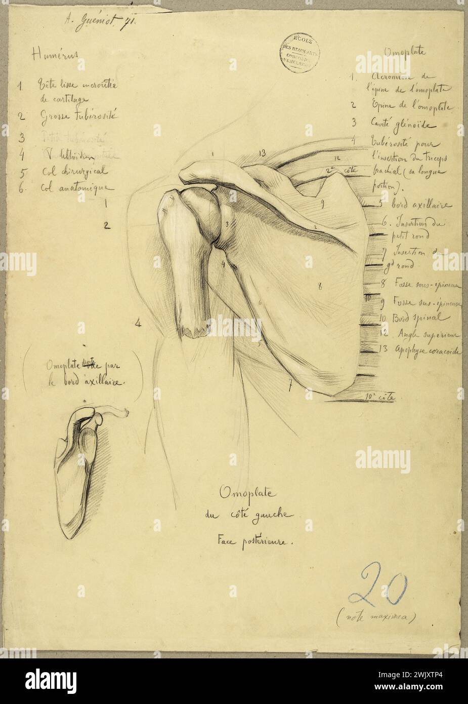 Arthur-Joseph Guéniot (1866-1951). Anatomical study. Scapula on the ...