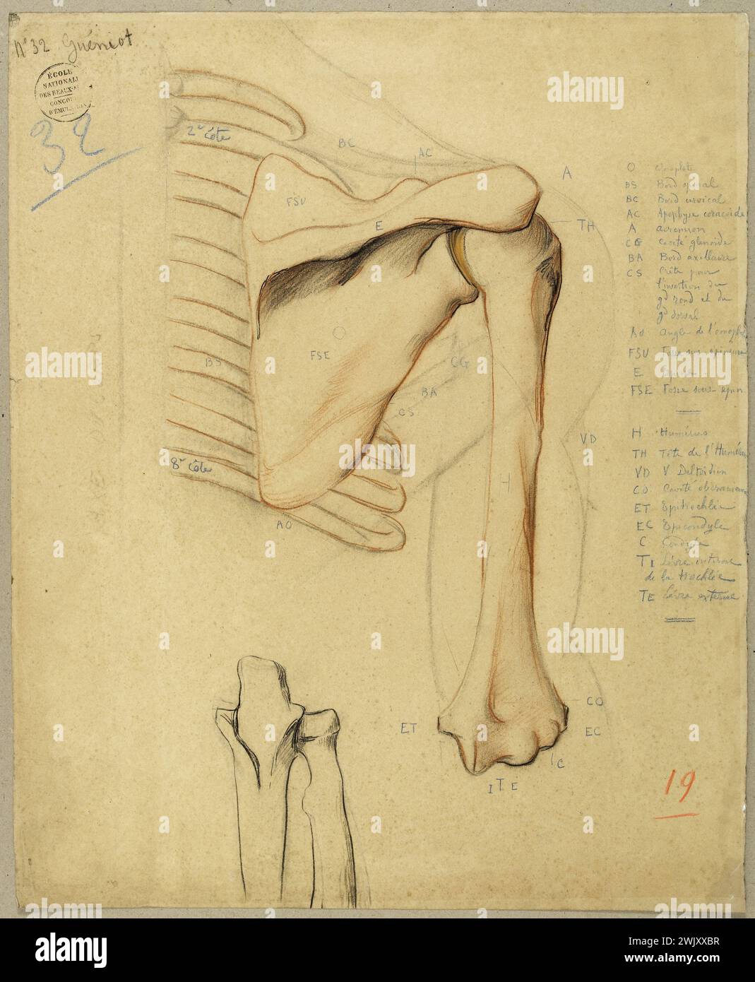 Arthur-Joseph Guéniot (1866-1951). Anatomical study. Human skeleton ...