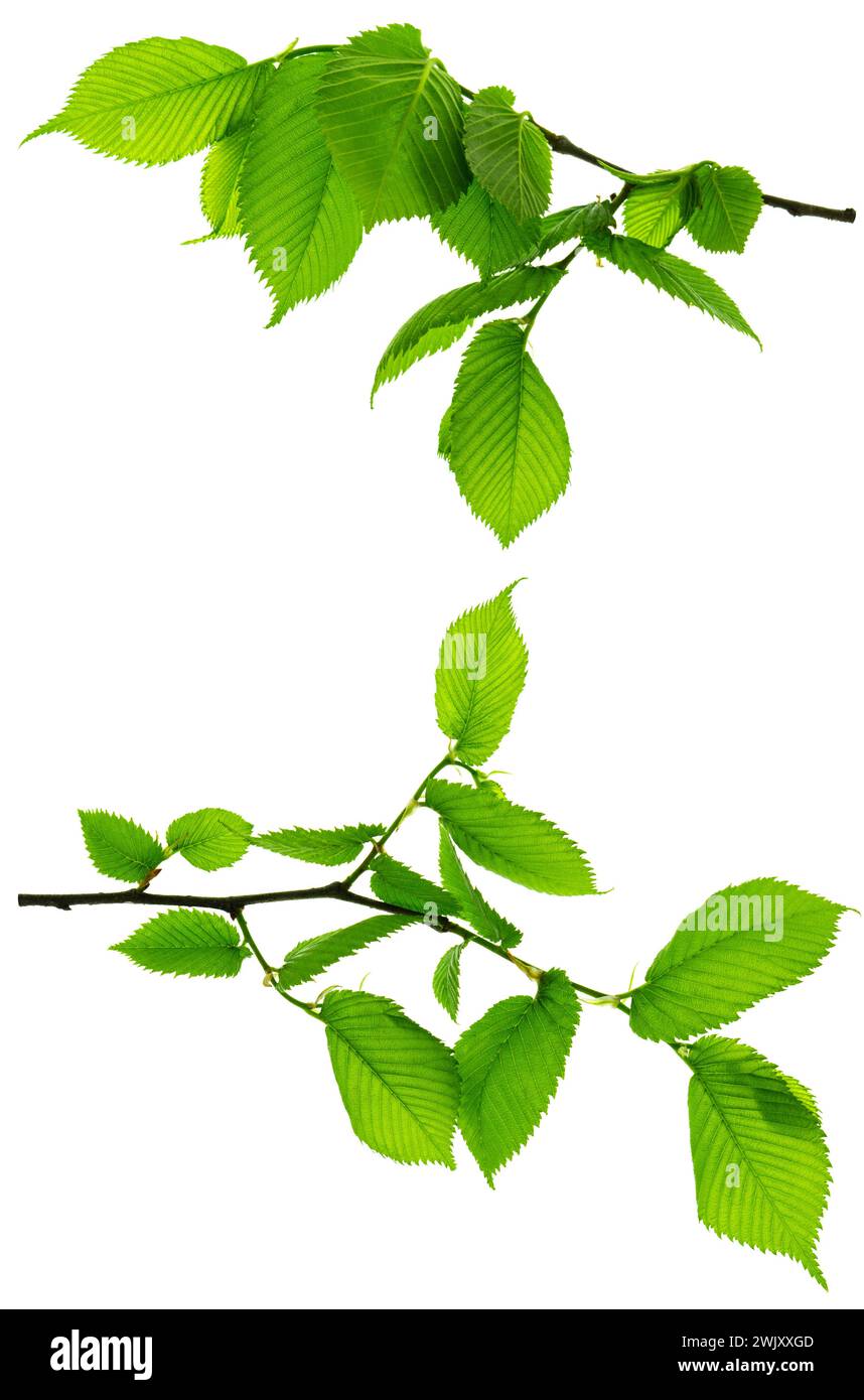 Growing Leaf. National Forest Conservation Day. banner. leaves isolated ...