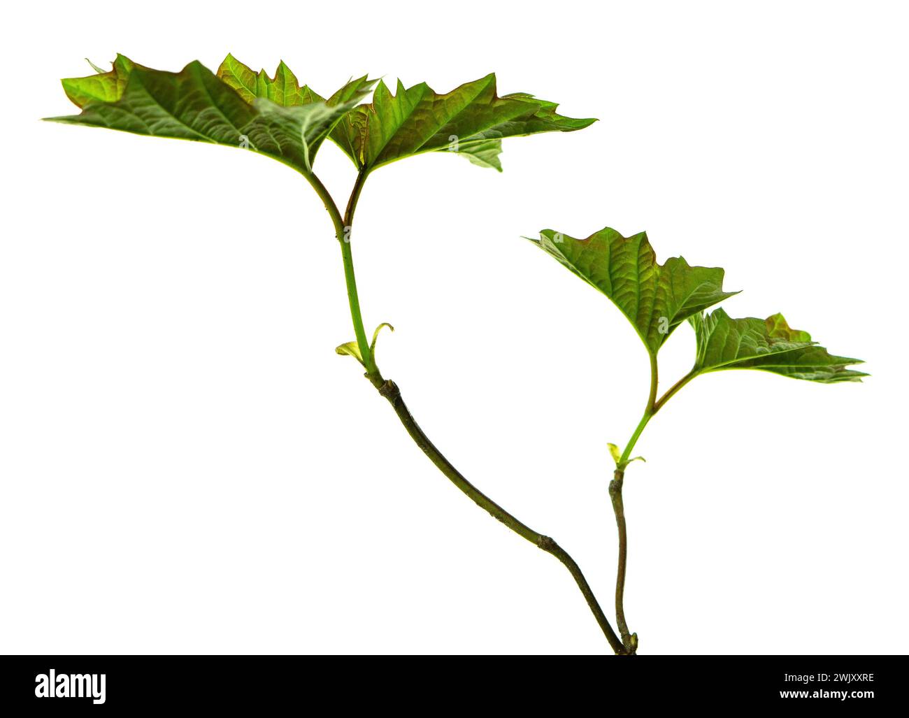 Maple leaf , Canadian symbol, Red maple leaf. maple leaves. Isolated ...