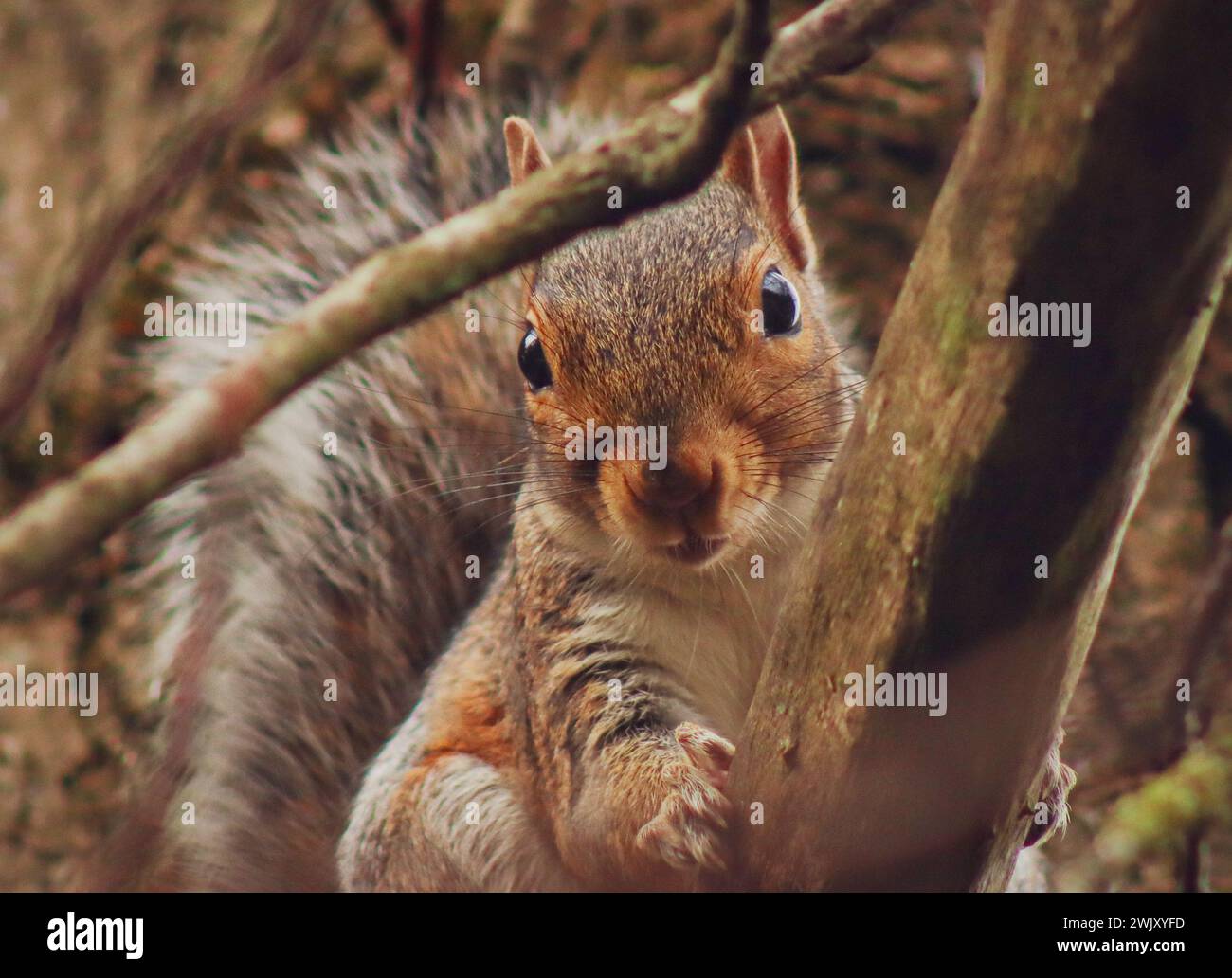 Peekaboo photography hi-res stock photography and images - Alamy