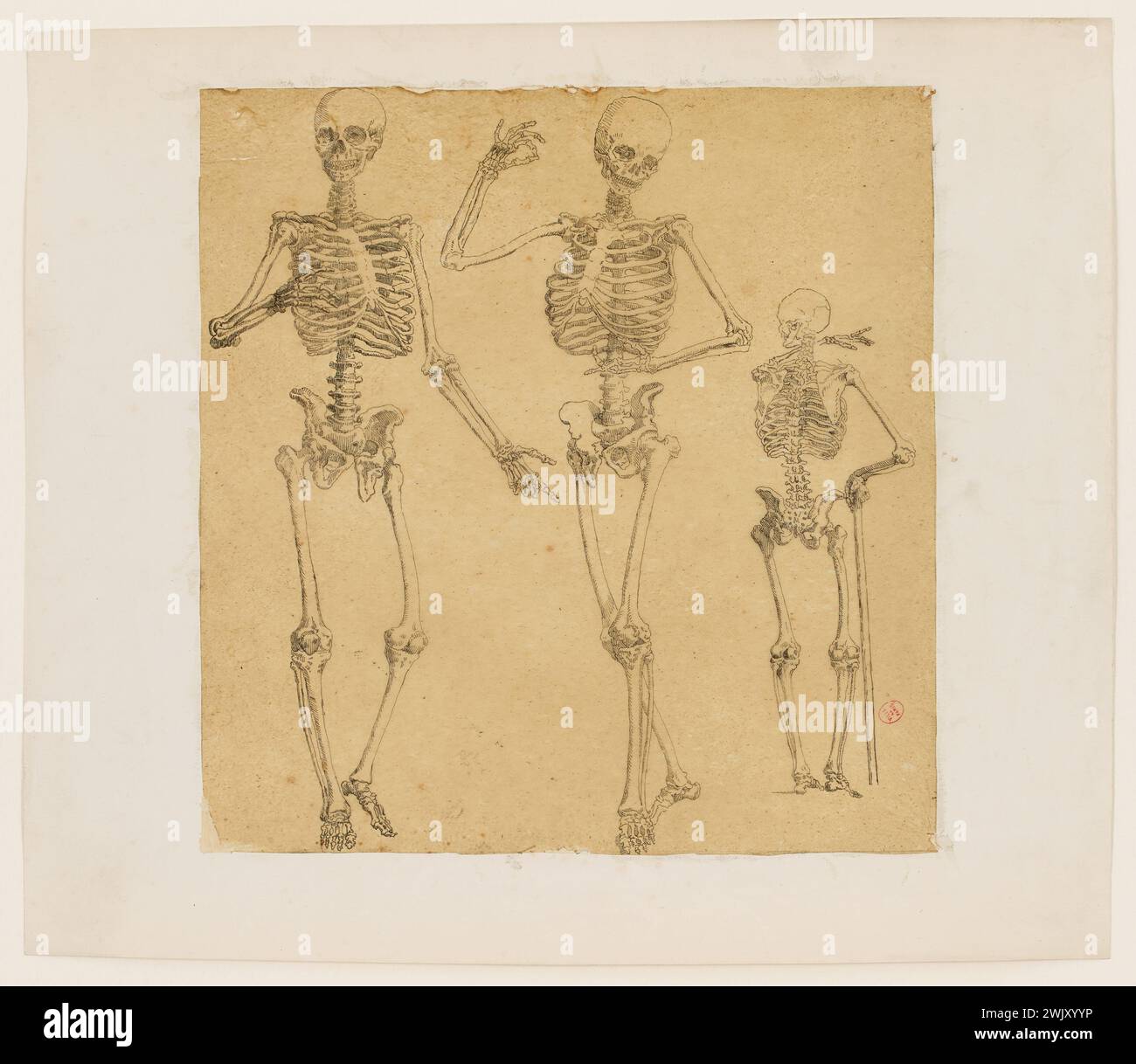 Lavalley, skeletons (cemetery of the Saints-Innocents after Bernier ...