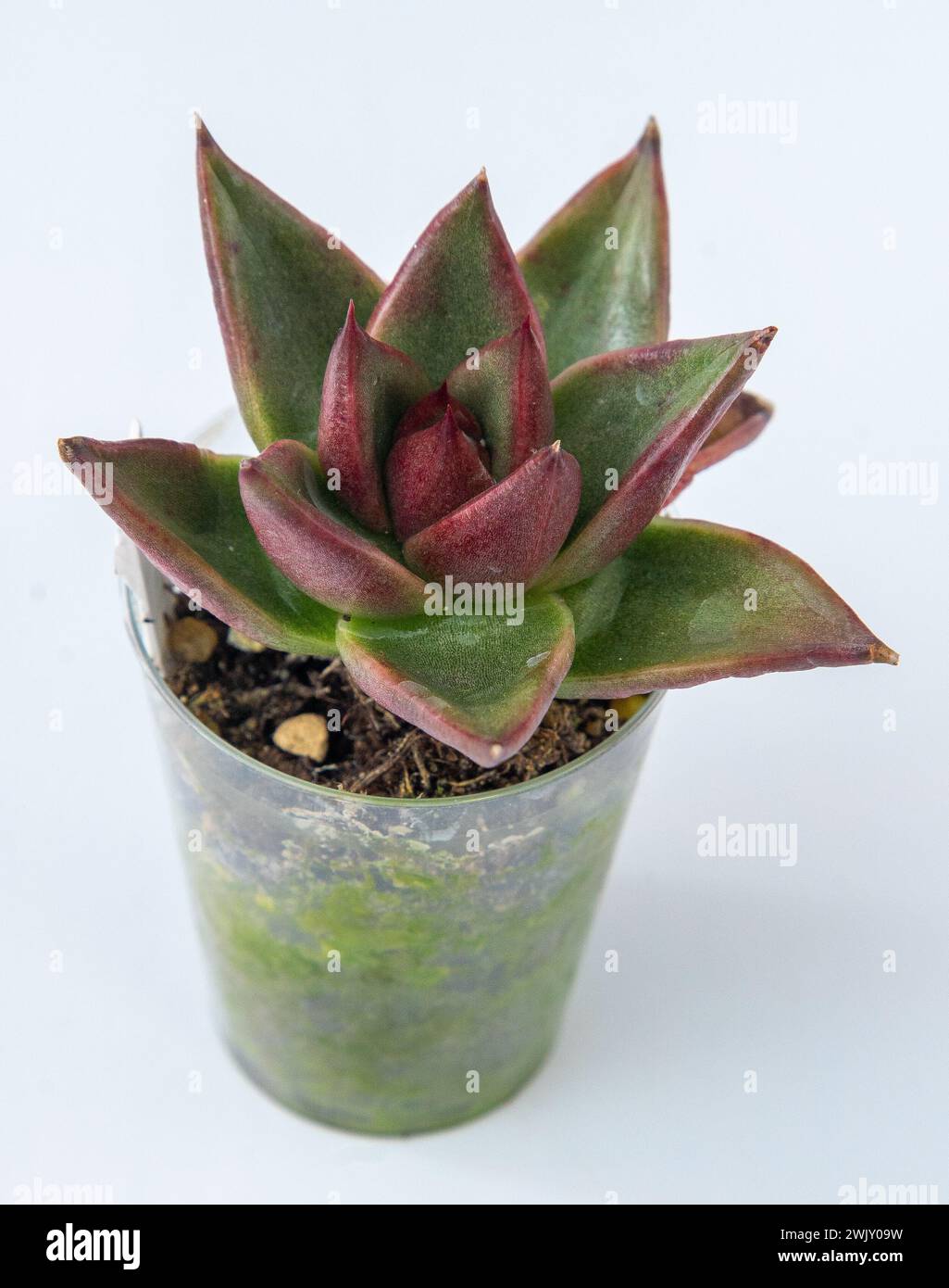 Echeveria agavoides Romeo plant succulent in pot. Green little flower ...