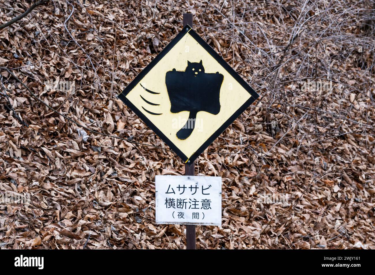 Road sign warning for Flying Squirrels at night. Nagano, Japan Stock ...
