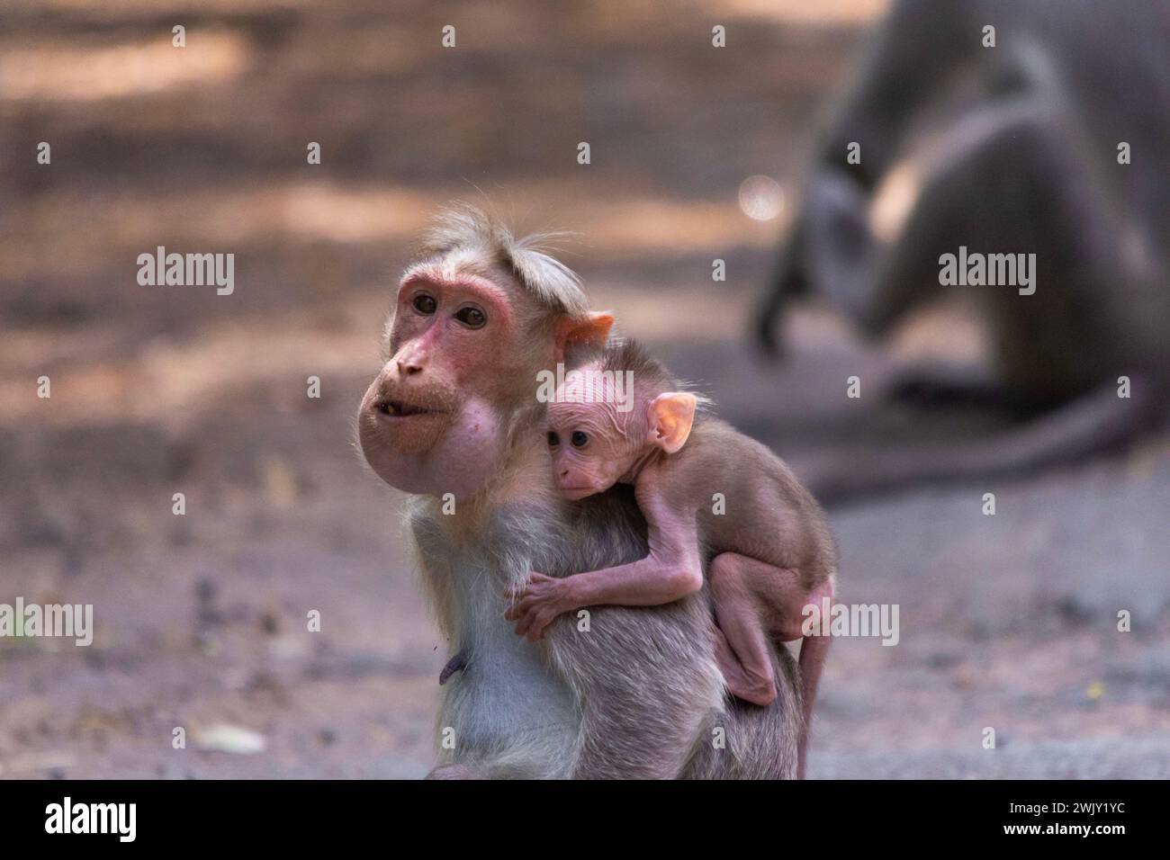 Monkeybanana hi-res stock photography and images - Alamy