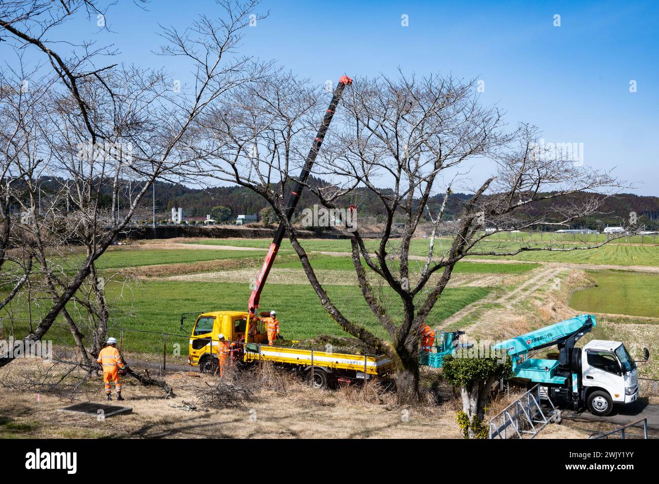 Three men crew operating machine to trim trees. Satsuma, Kagoshima ...