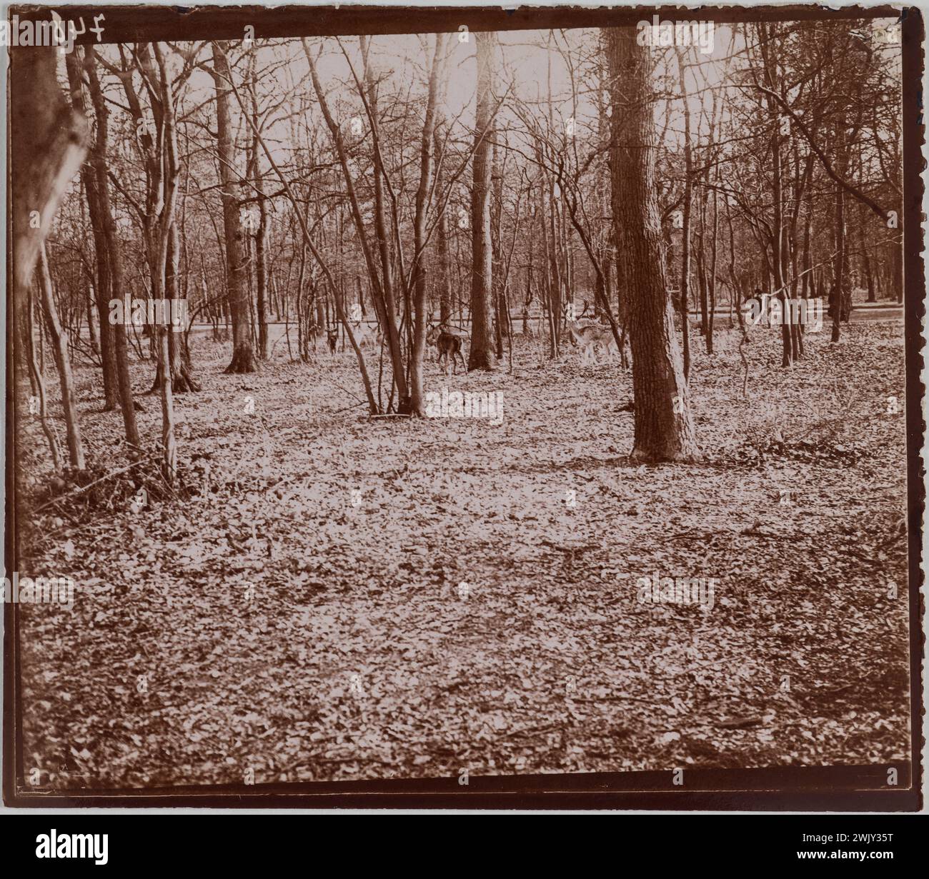 Bois de Boulogne, Paris (16th arr.) "Photo club de Paris. Aristotype ...