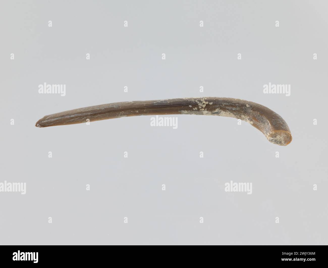 Hook (common name). Wild boar tooth. Carnavalet museum, history of ...