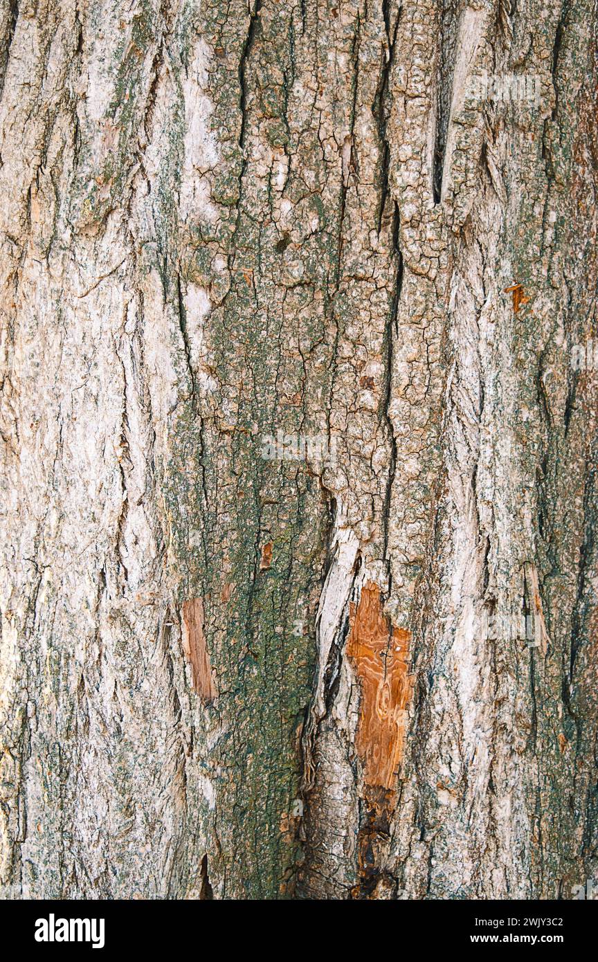 Hornbeam hard tree hi-res stock photography and images - Alamy