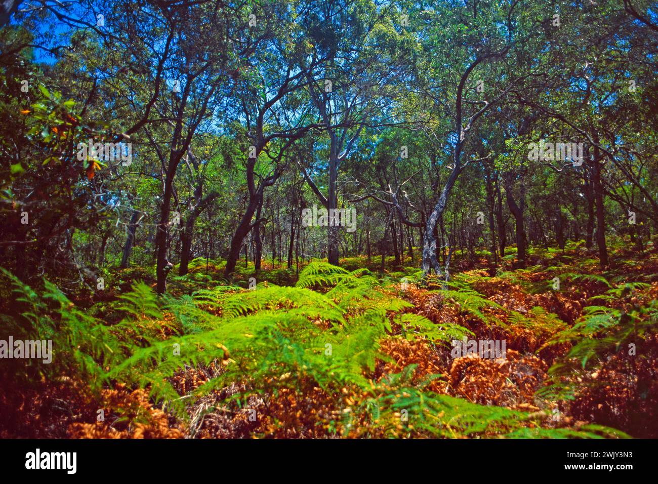 Australia: Rain forest vegetation on Tasmania Island Stock Photo - Alamy