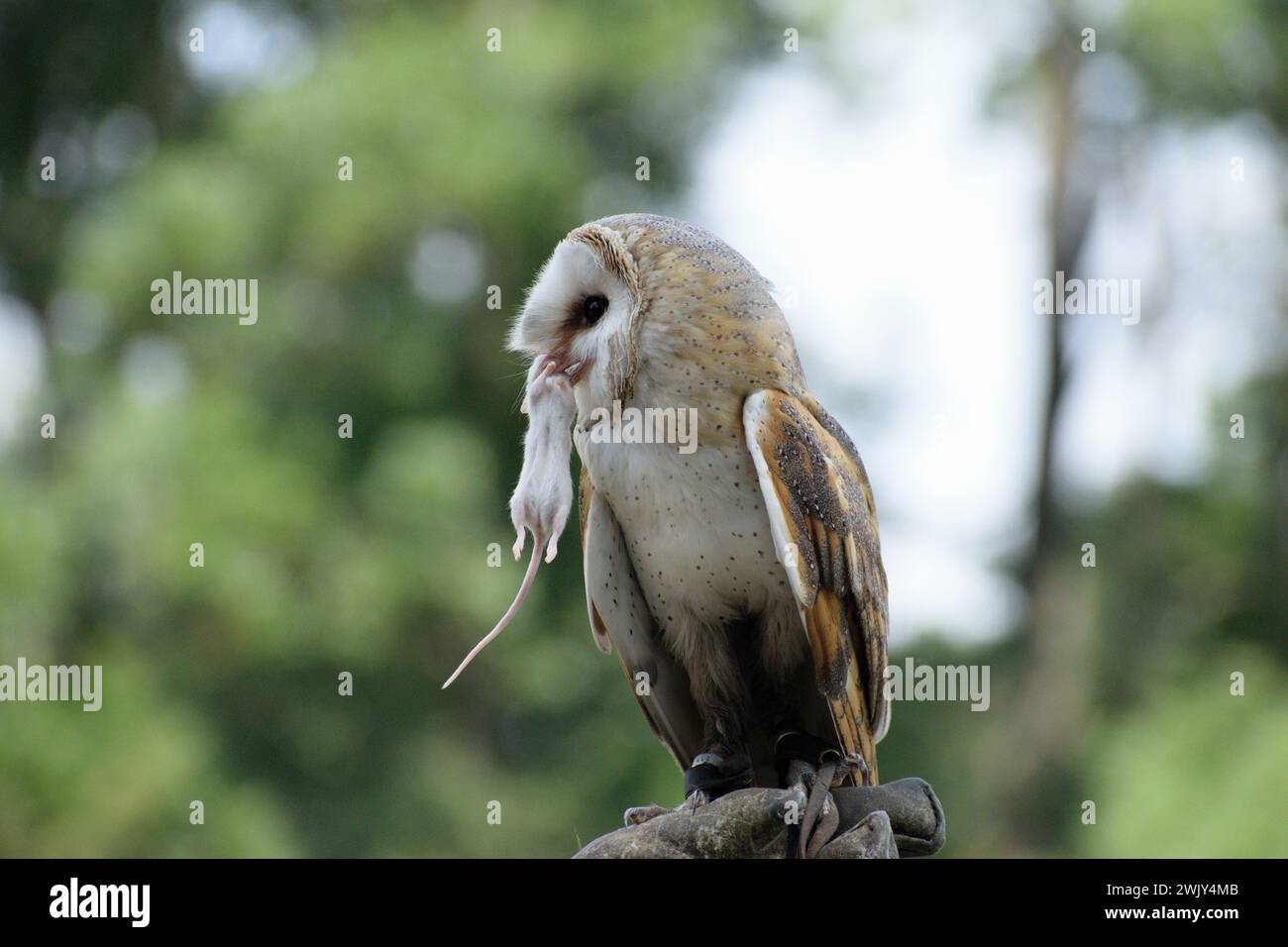 Barn owl hunting mouse hi-res stock photography and images - Alamy