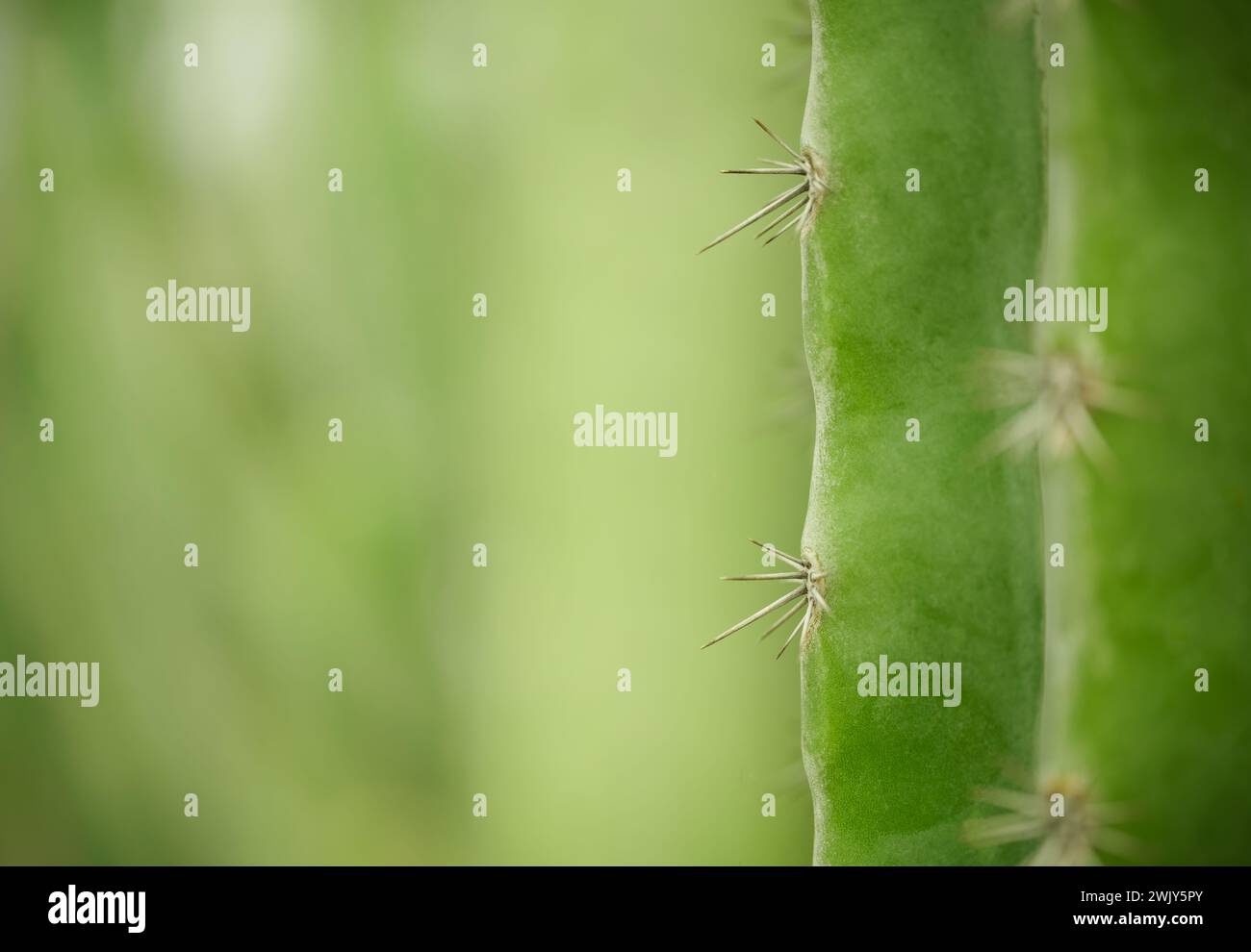 Closeup of green cuctus thorns in garden with copy space using as background wallpaper cover ...