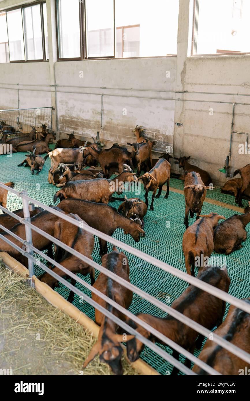 Herd of brown goats walks through a paddock on a farm Stock Photo - Alamy