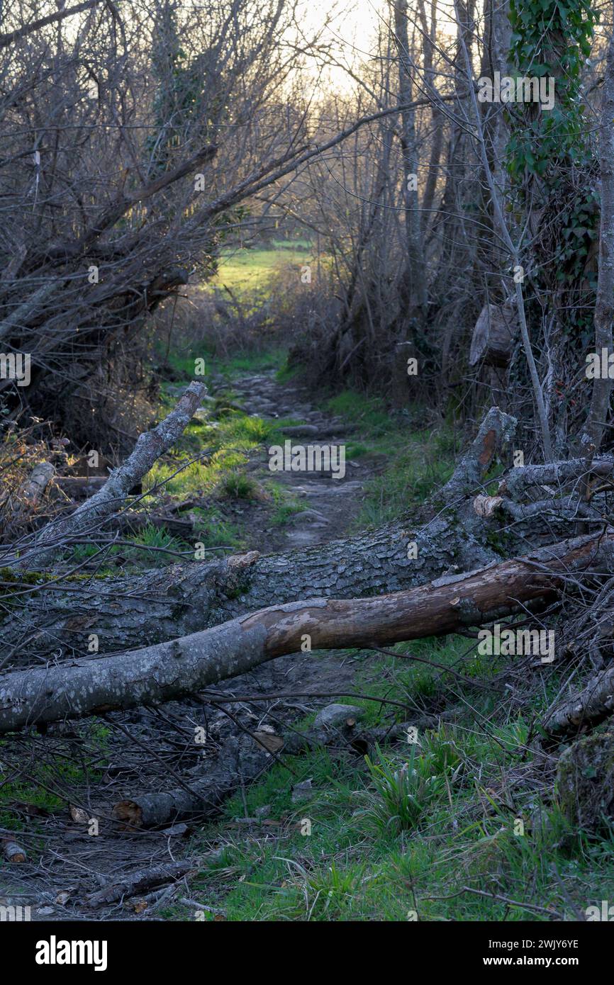 Fallen dry tree trunks in the middle of the road vertically Stock Photo ...