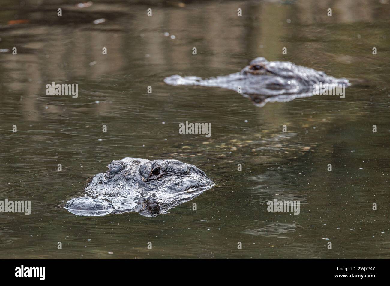 Heads of American Allgators (Alligator Mississippiensis) on the surface ...