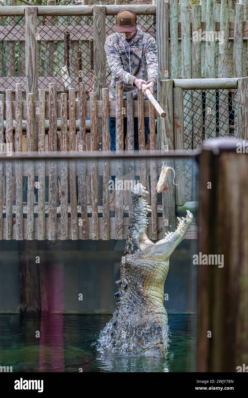 Alligator farm zoological park maximo hi-res stock photography and images - Alamy