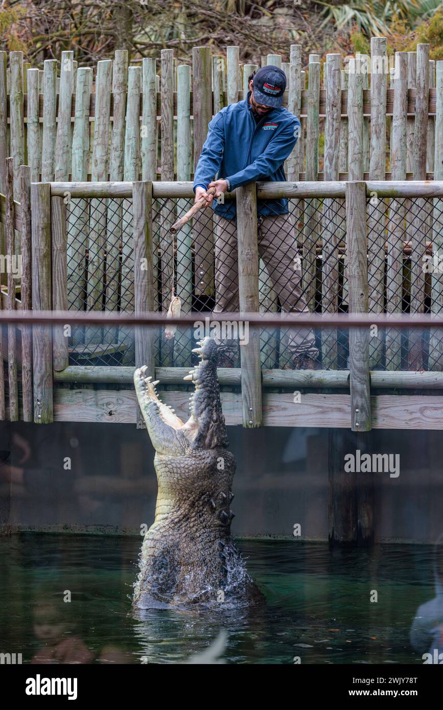 Feeding Maximo, the largest crocodile during a show at the St. Augustine Alligator Farm ...