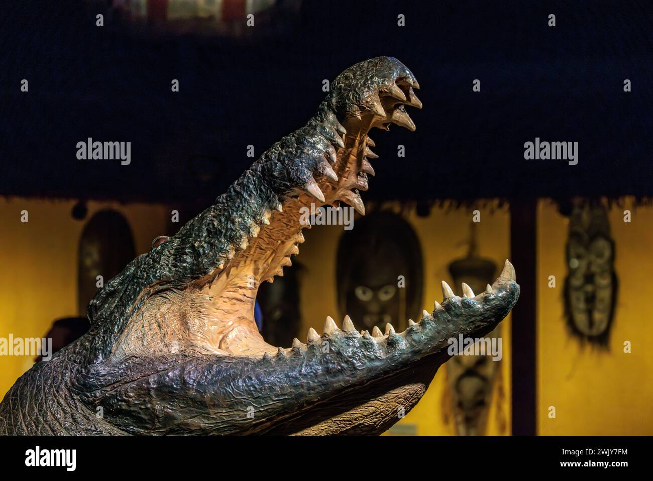 Taxidermy alligator with open mouth and large teeth on display at the ...
