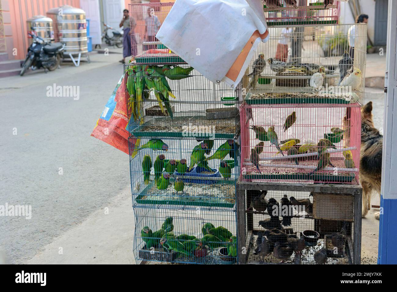 Parrots and various birds for sale on a street in Pyin U Lwin, Myanmar ...