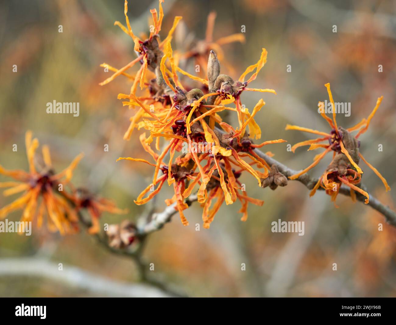Witch-Hazel Hamamelis x intermedia 'Aphrodite' Stock Photo - Alamy