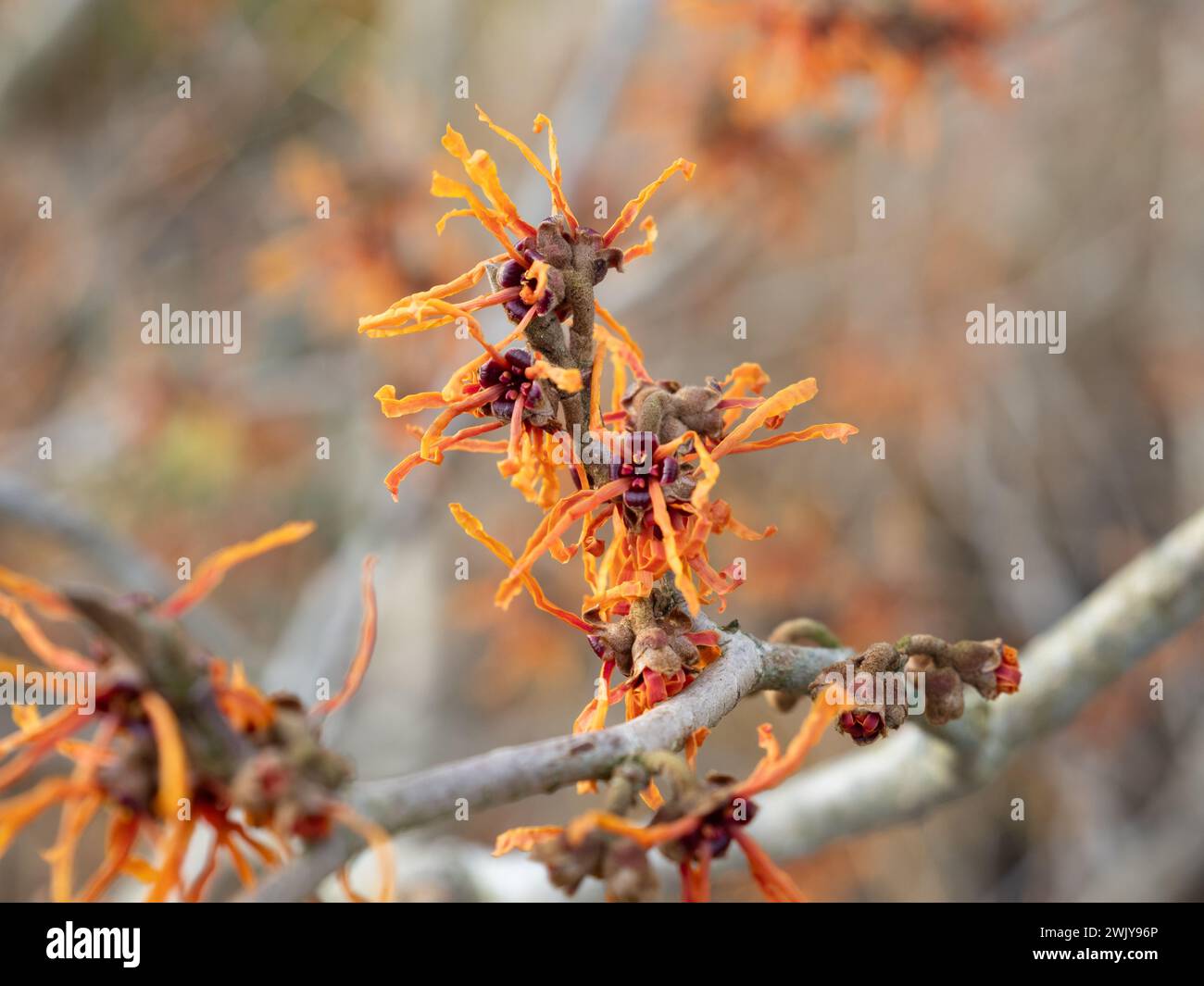 Witch-Hazel Hamamelis x intermedia 'Aphrodite' Stock Photo - Alamy