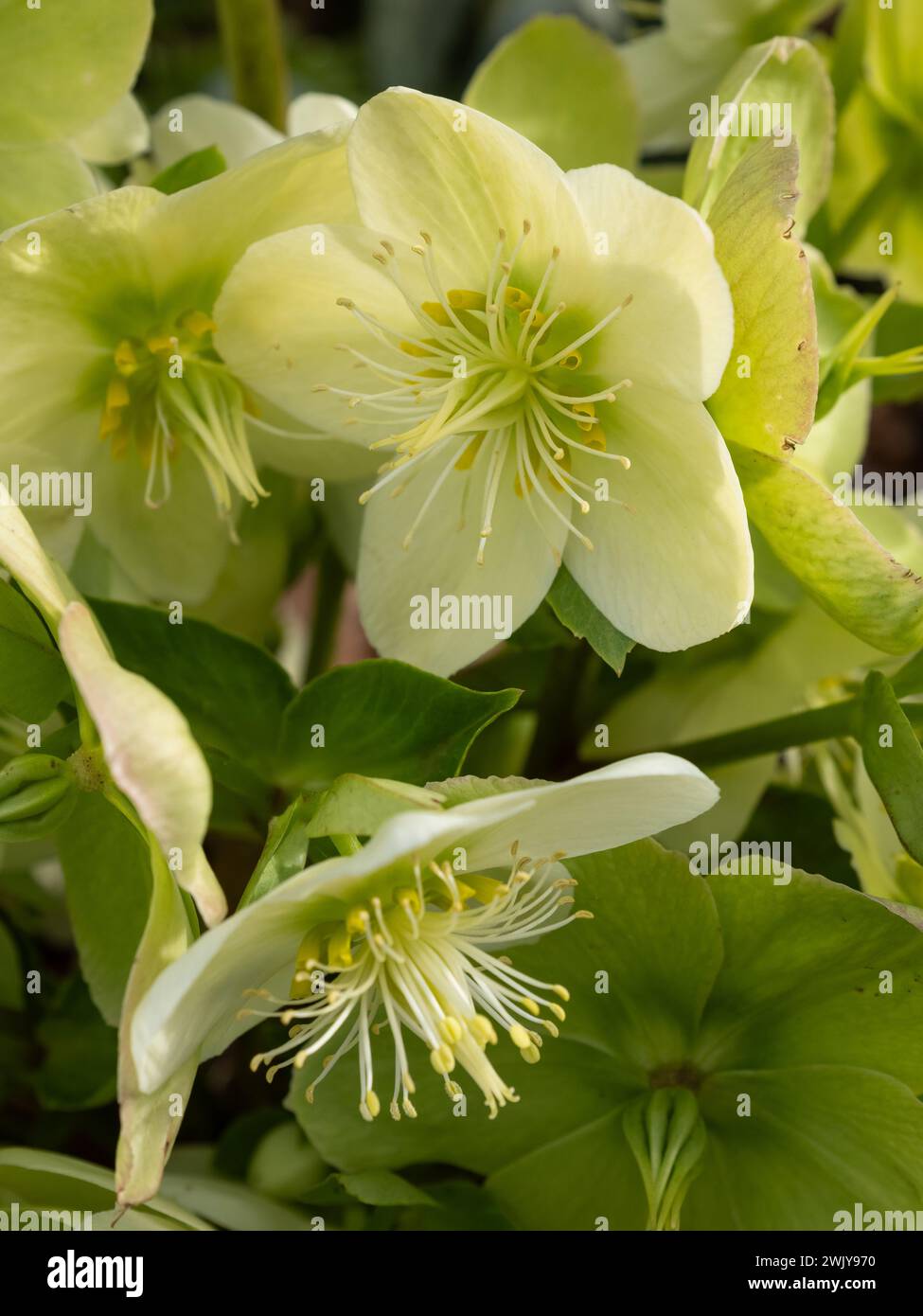 Helleborus 'Ice Breaker' Stock Photo - Alamy