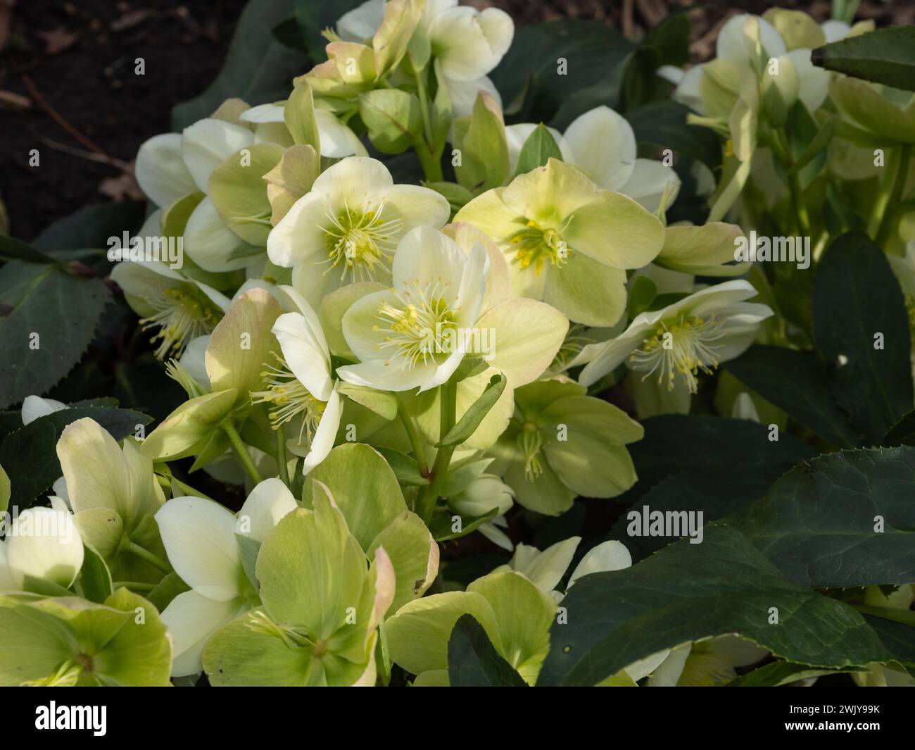 Helleborus 'Ice Breaker' Stock Photo - Alamy