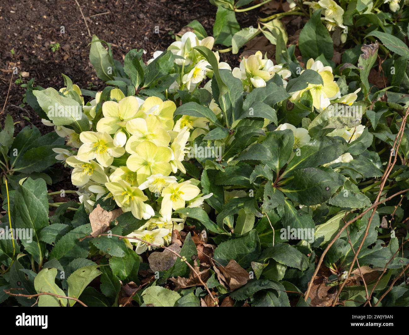 Helleborus 'Ice Breaker' Stock Photo - Alamy