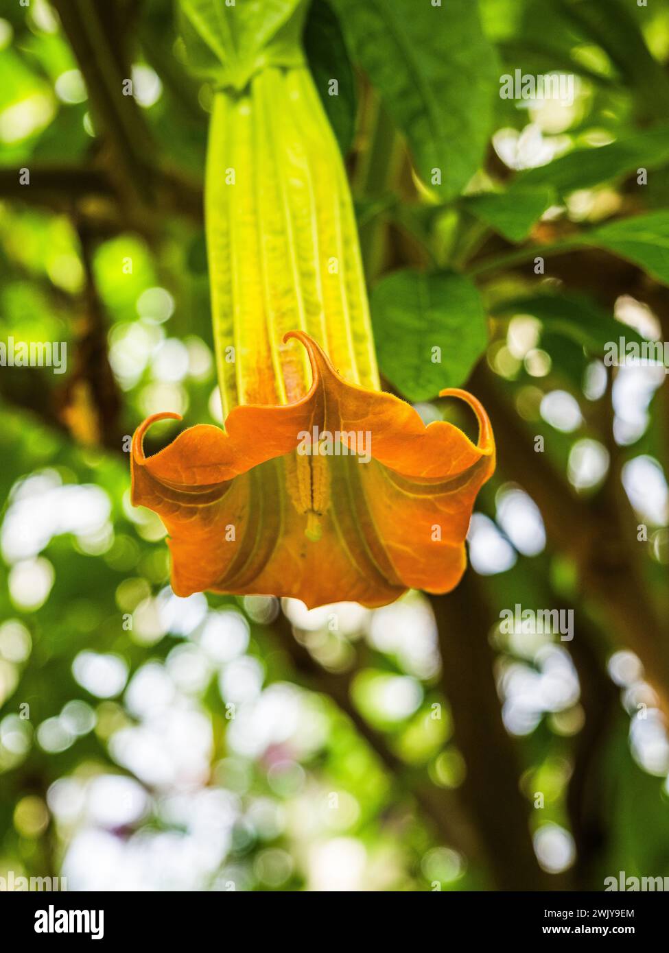 Orange flowered trumpet vine, Brugmansia sanguinea Stock Photo - Alamy