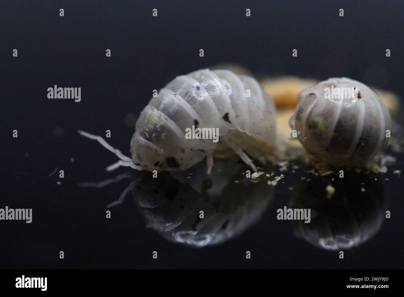 isopods woodlouse pill bugs armadillidium vulgare magic potion Stock ...