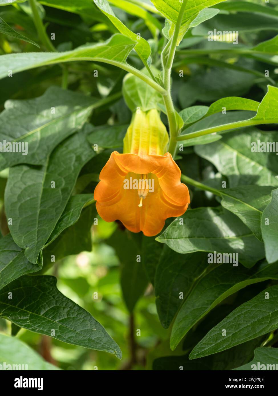 Orange flowered trumpet vine, Brugmansia sanguinea Stock Photo - Alamy