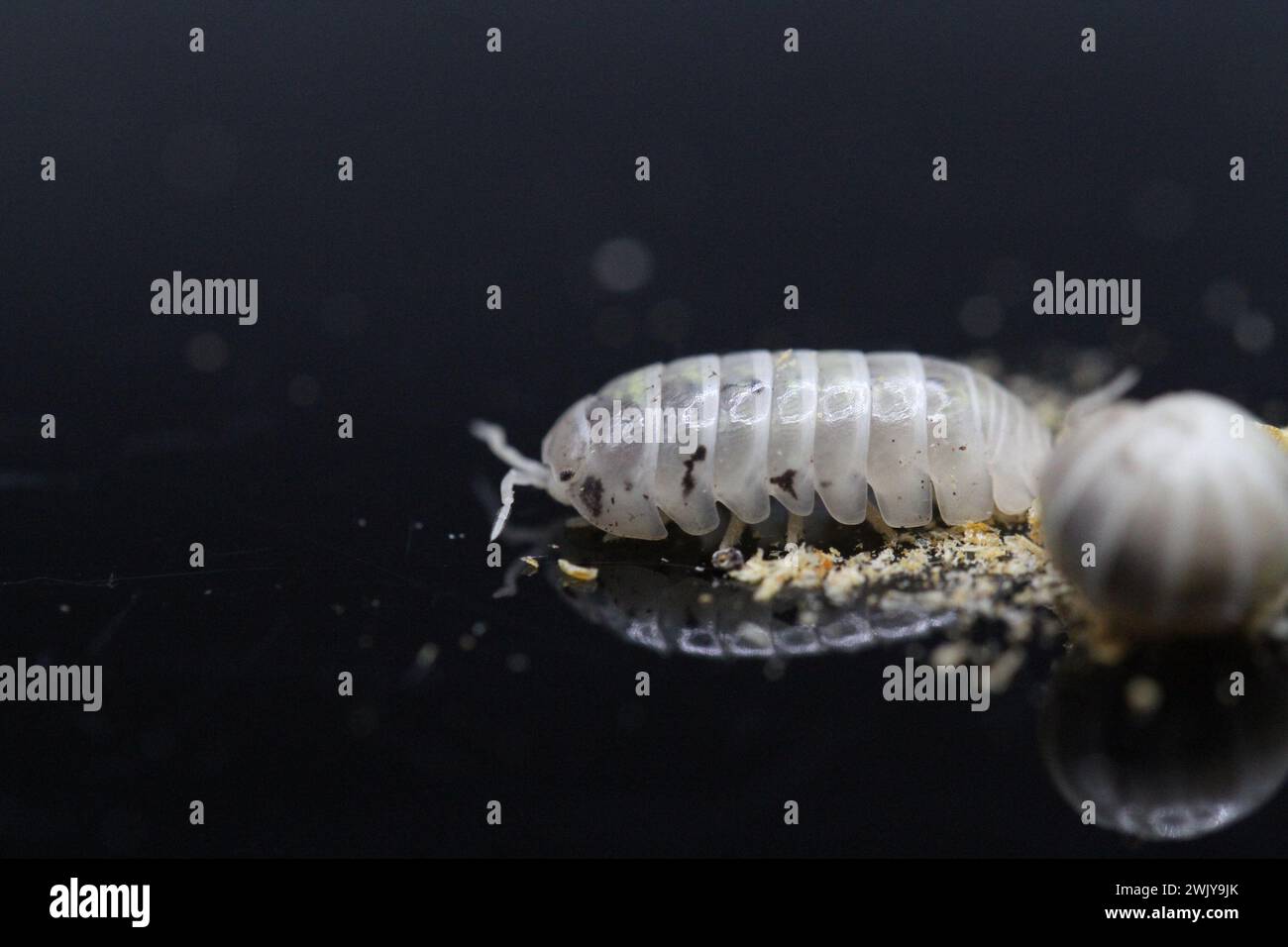 isopods woodlouse pill bugs armadillidium vulgare magic potion Stock ...