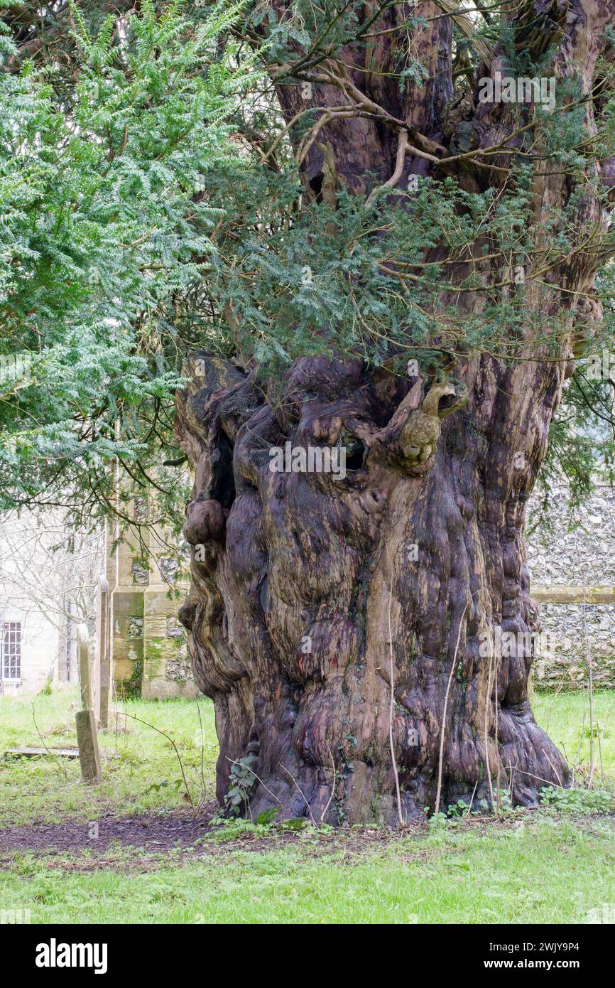 Churchyard yew tree hi-res stock photography and images - Alamy