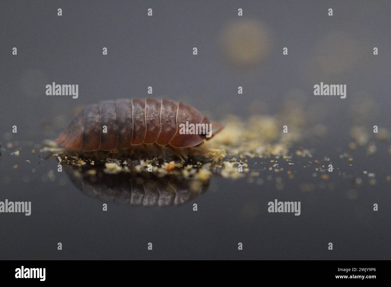 isopods woodlouse pill bugs merulanella sinodillo sp vietnam Stock ...