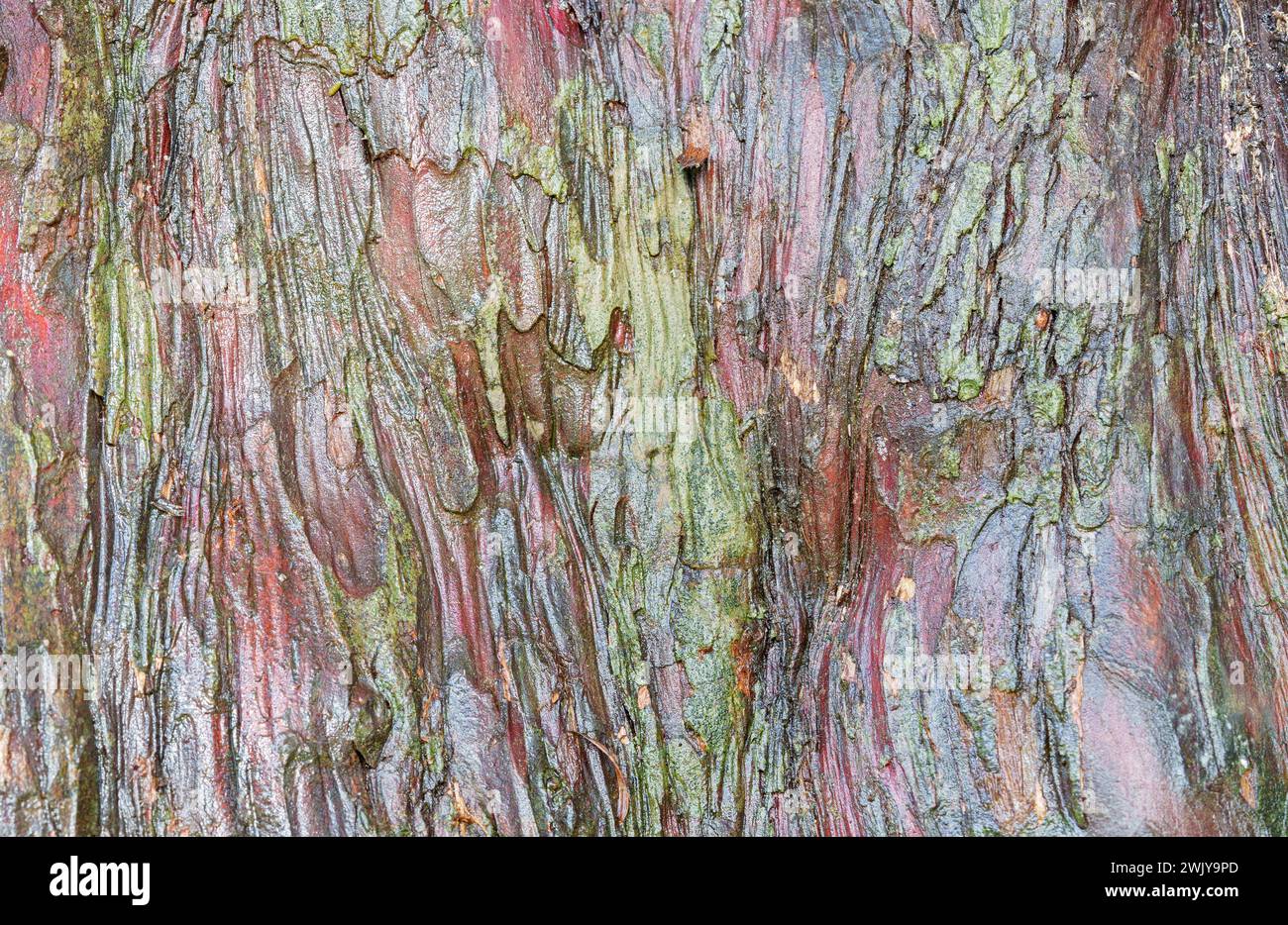 Ancient yew tree bark, Stanmer Churchyard Stock Photo - Alamy