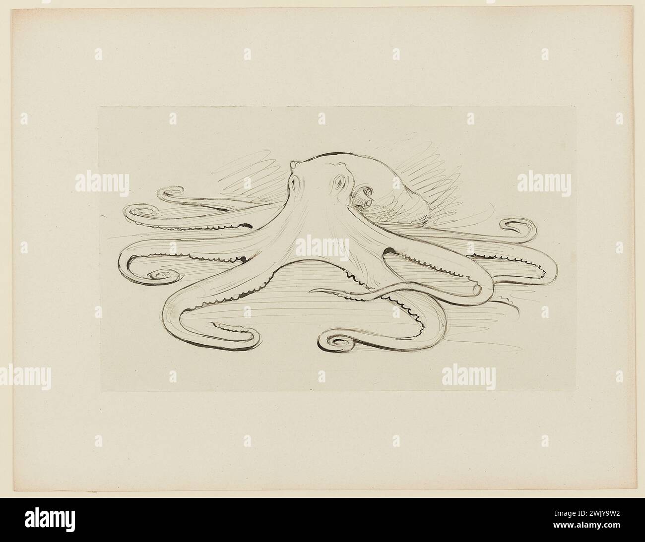 Granchi-Taylor, Achille (n.1857-07-10-D.1921), octopus-drawing for the ...