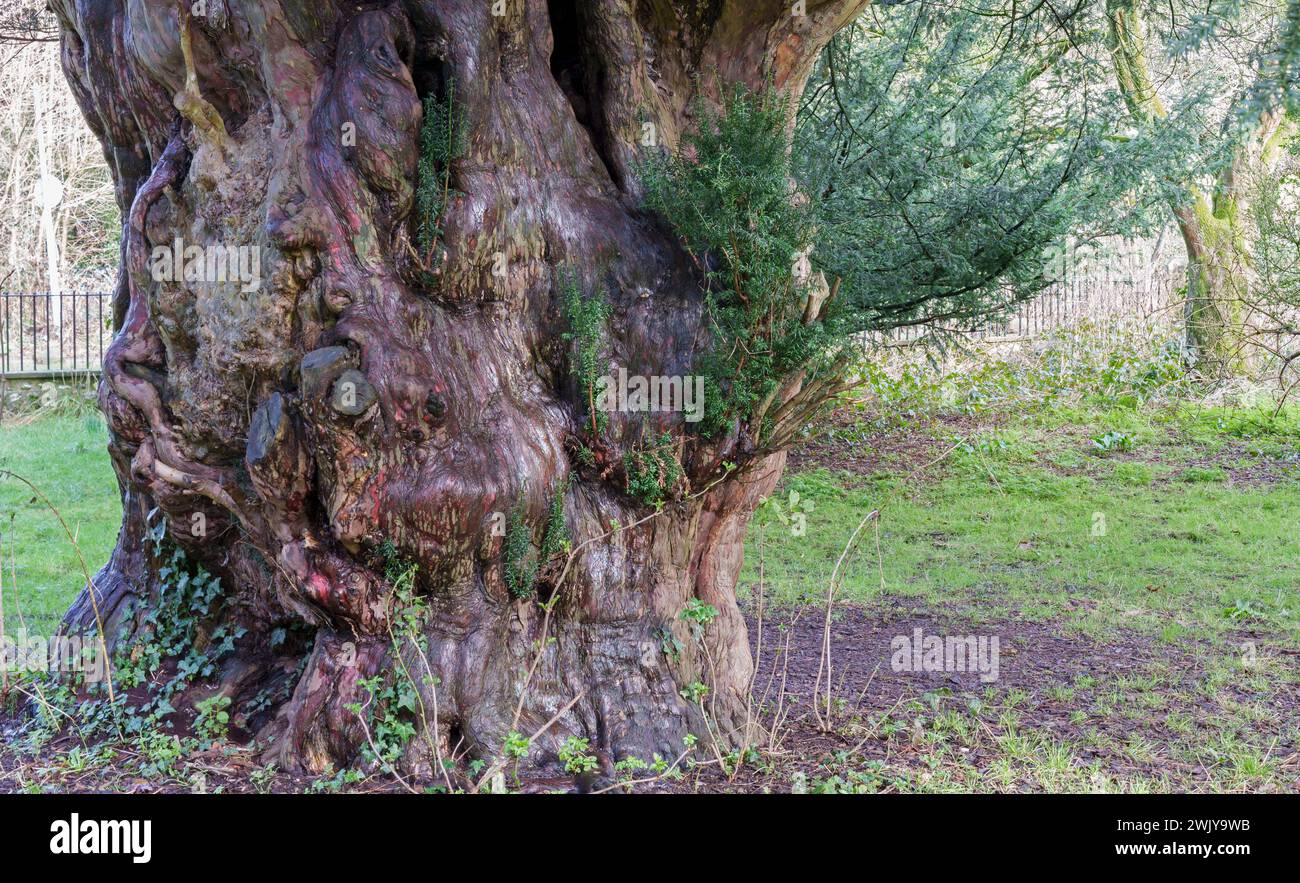 Churchyard yew tree hi-res stock photography and images - Alamy
