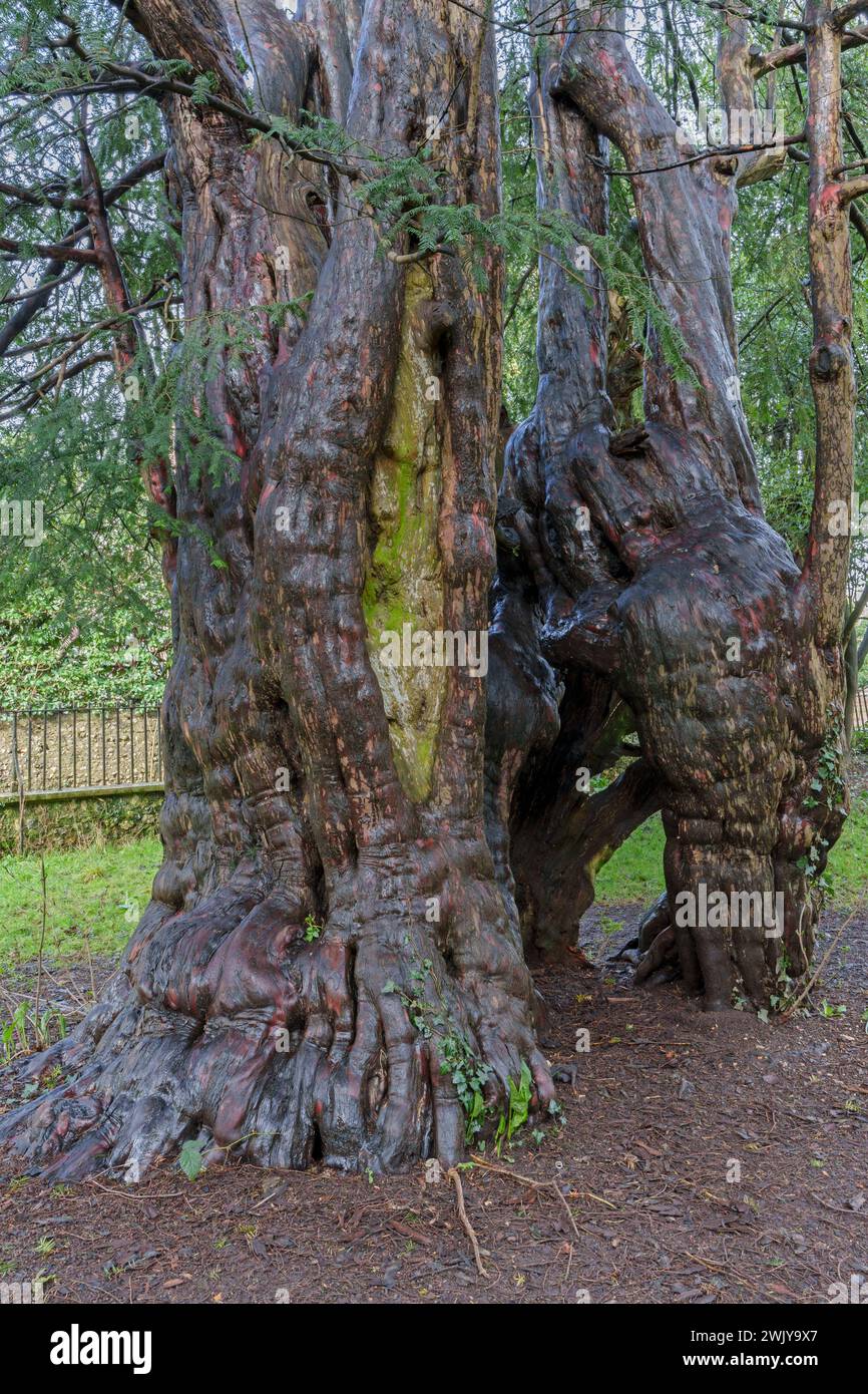 Churchyard yew tree hi-res stock photography and images - Alamy