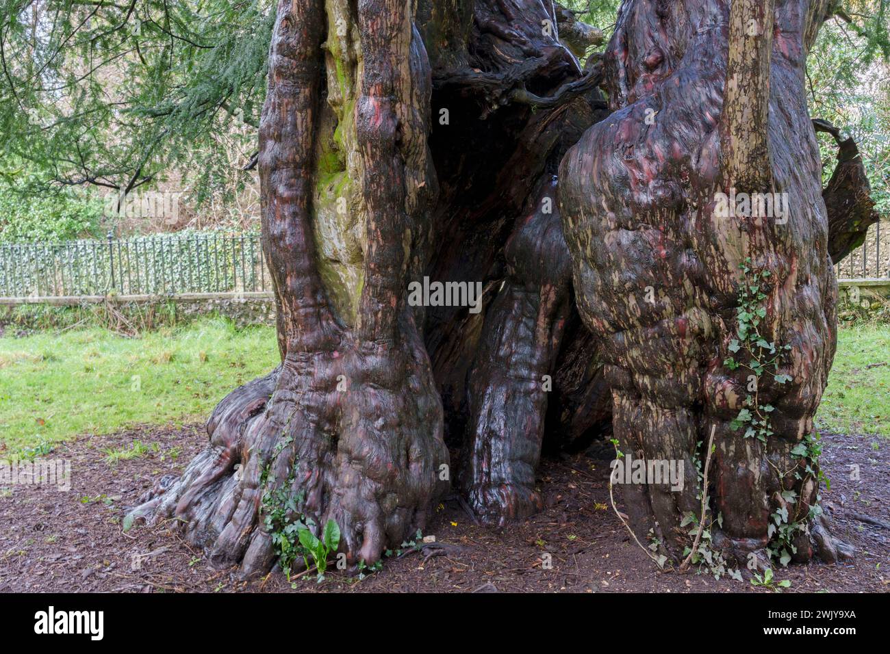 Ancient yew tree at Stanmer Churchyard Stock Photo - Alamy