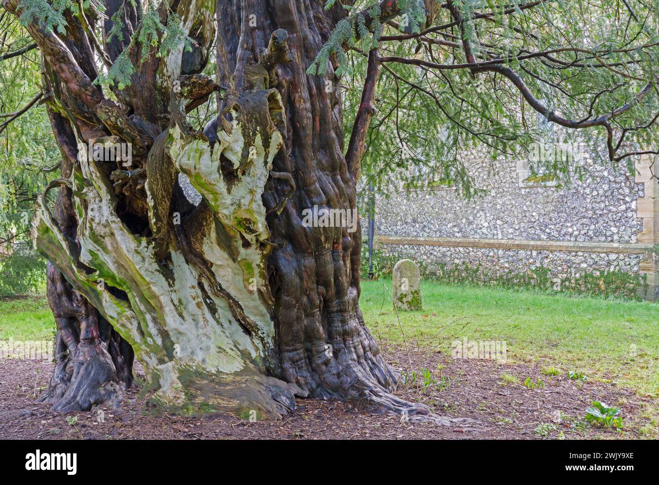 Ancient yew tree at Stanmer Churchyard Stock Photo - Alamy