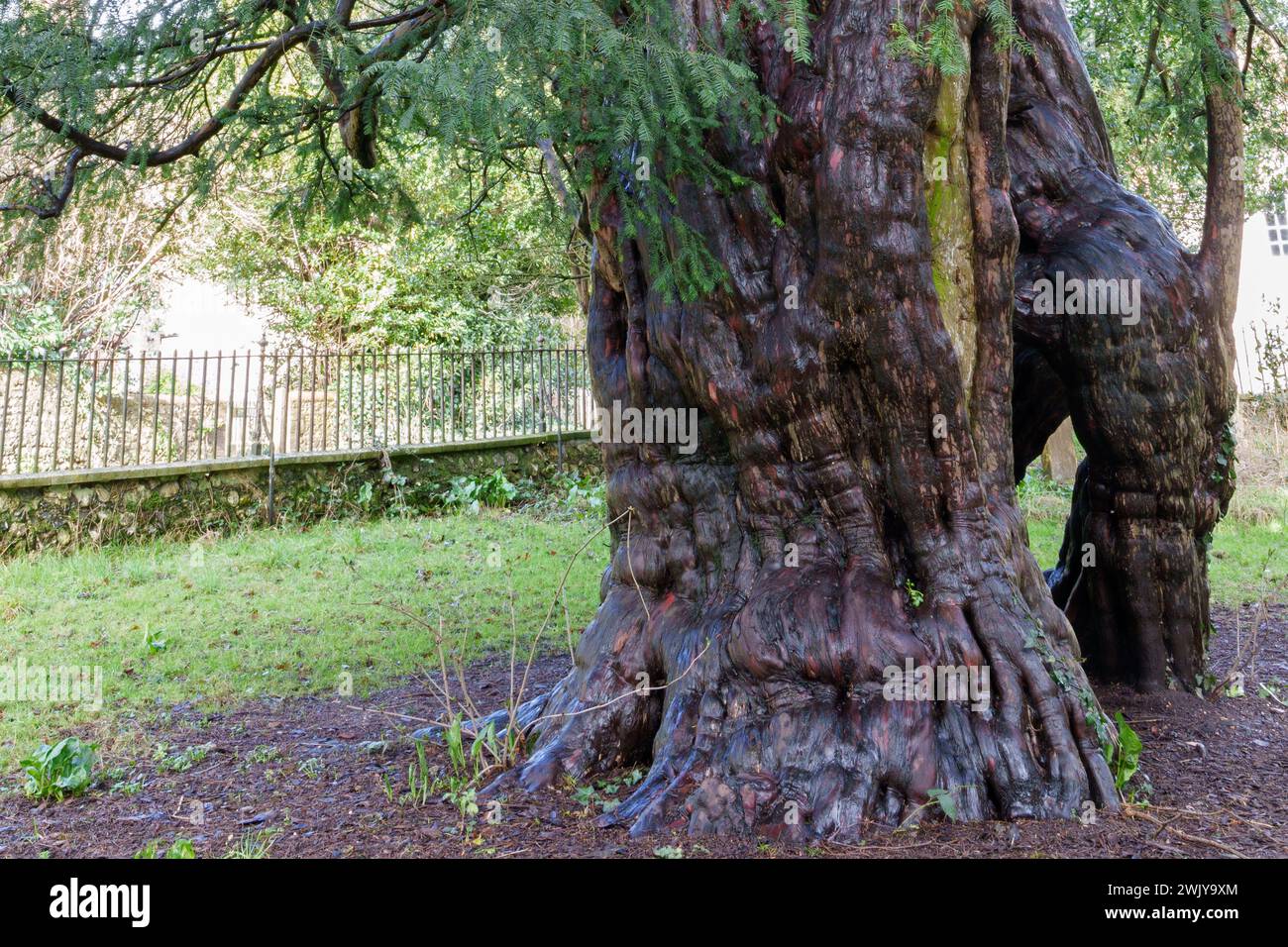 Ancient yew tree at Stanmer Churchyard Stock Photo - Alamy