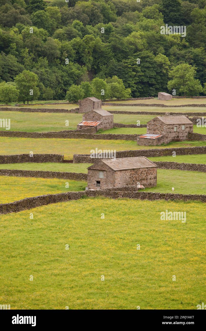 Wildflower meadows and barns surrounded by dry stone walls at ...