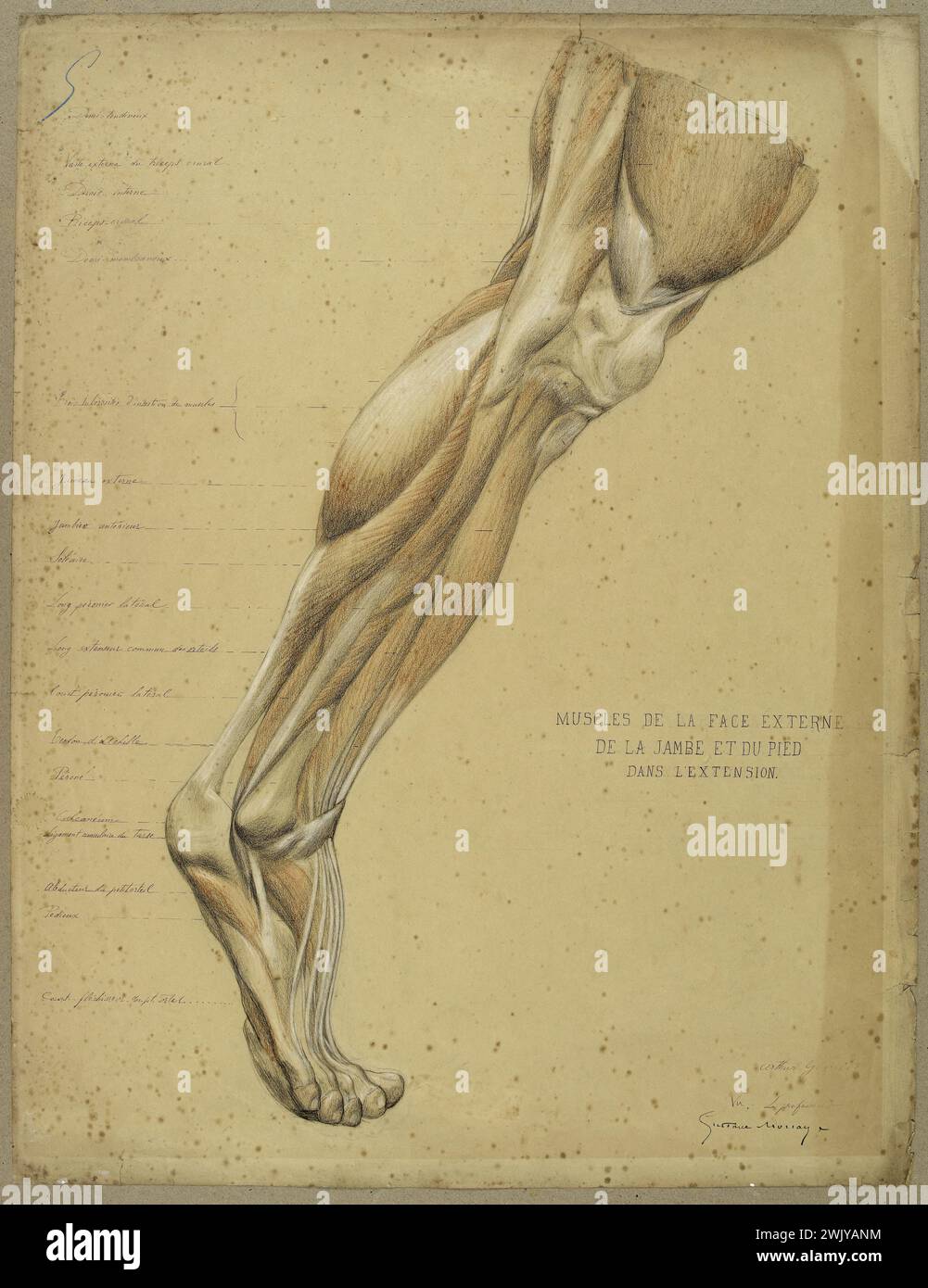 Arthur-Joseph Guéniot (1866-1951). Anatomical study. Muscles of the ...