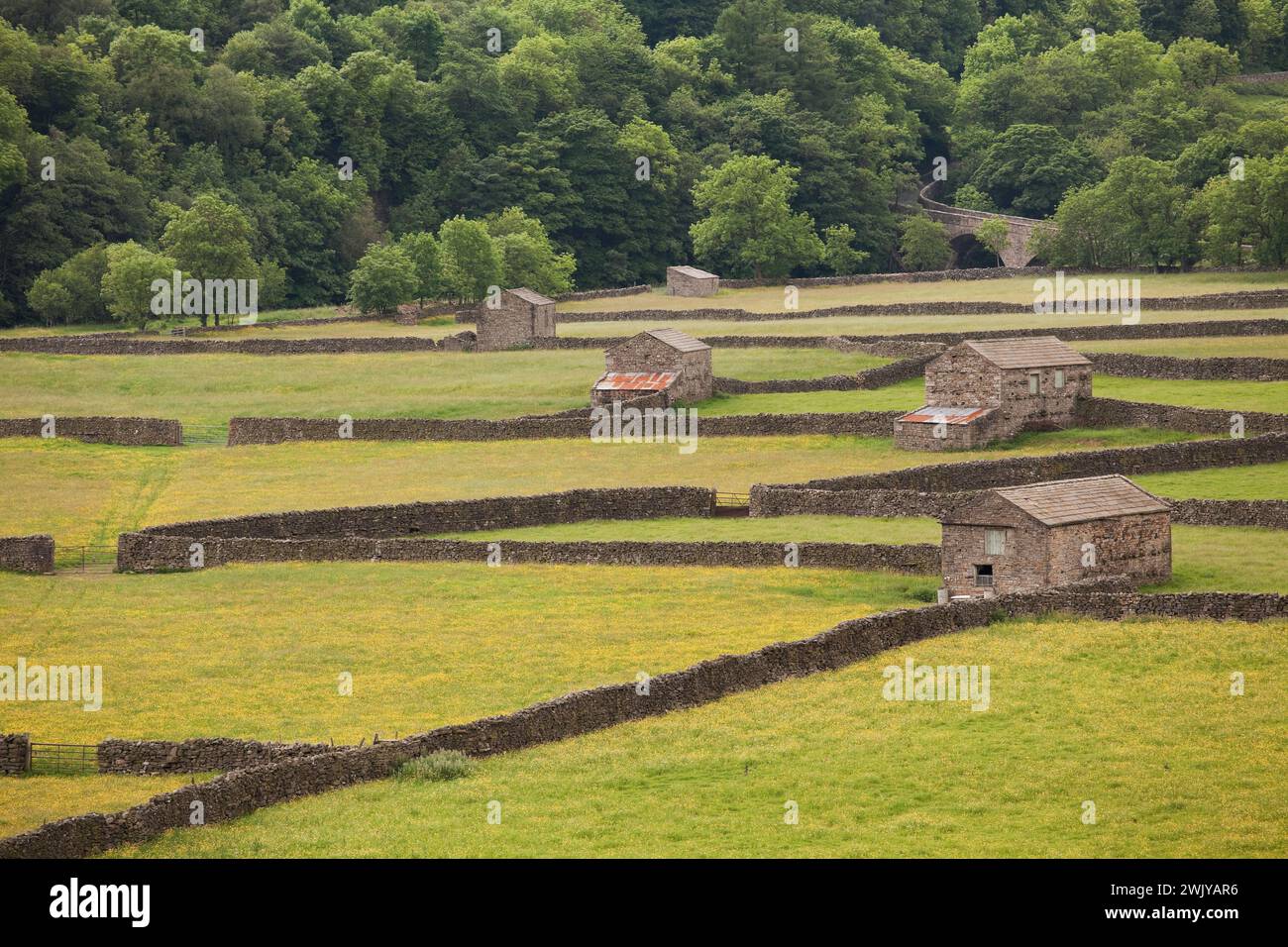 Wildflower meadows and barns surrounded by dry stone walls at ...
